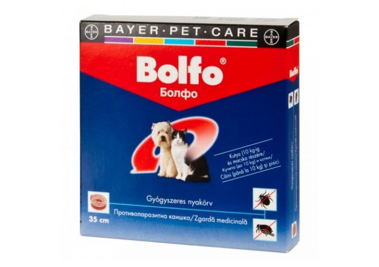 Deparazitarea interna si externa la pisici - ThePetClub